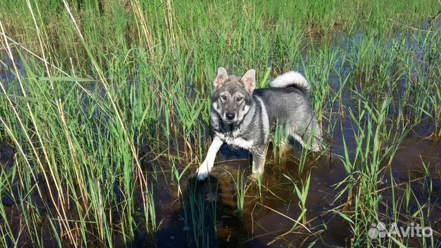 2 кобеля Ямтхунда