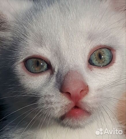 Чудесный котомалыш