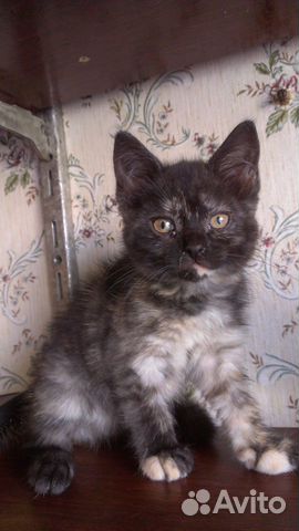 Очаровашку-Черепашку в добрые руки