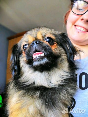 Отдам собаку