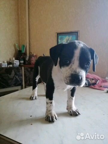 Ам стафф девочка