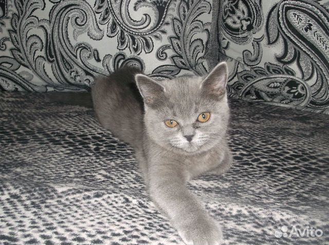 Кошечка британка 3 месяца бесплатно