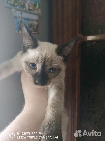 Котенок сиамский
