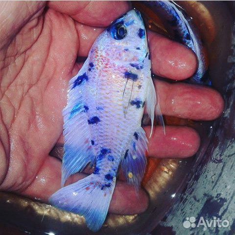 Аулонокара, Aulonocara,Мультиколор, Sciaenochromis