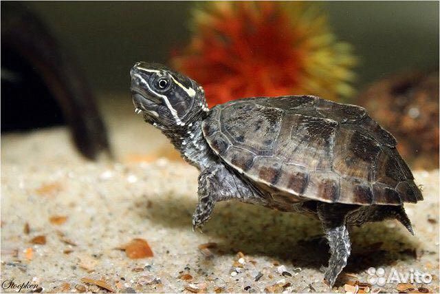 Мускусные черепашки