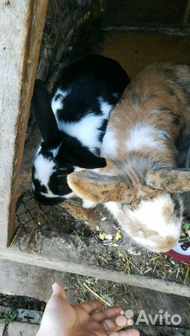 Бесплатно Отдам декоративных крольчат