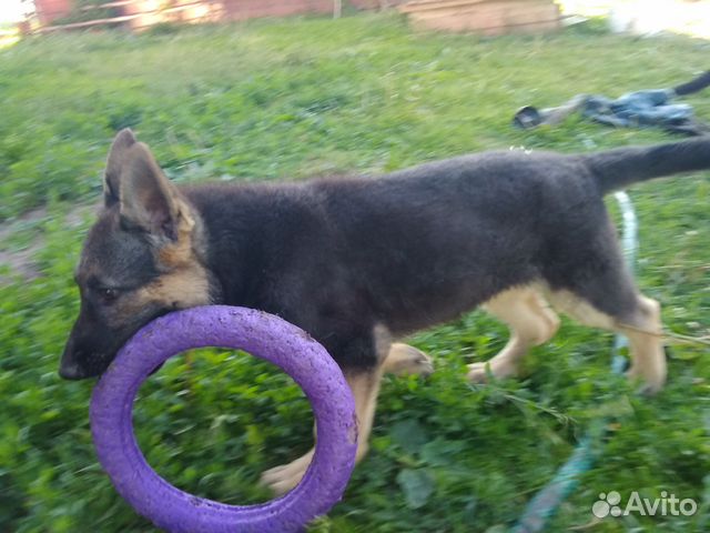 Щенок вео 3 месяца