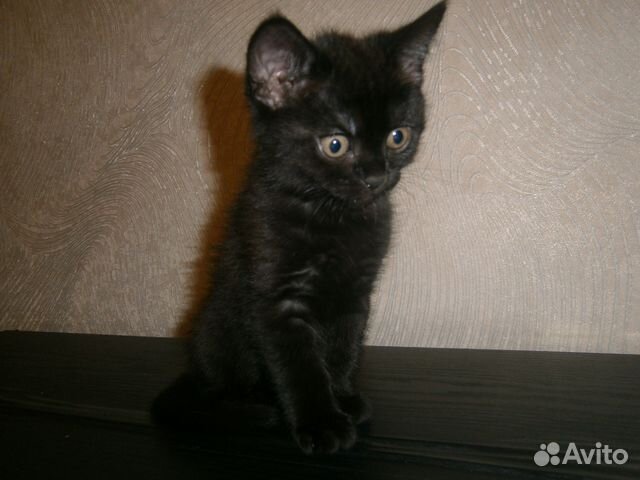 Британская кошечка