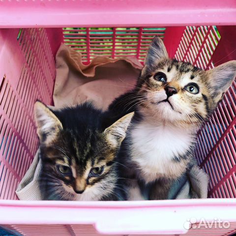 Котята в добрые любящие руки