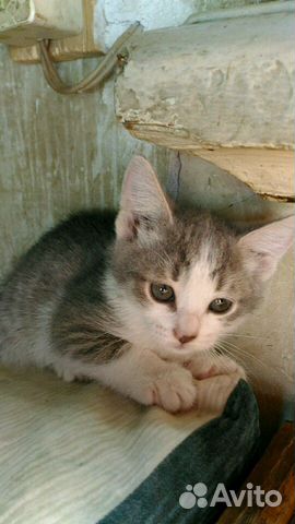 Милая крошка с коротким хвостиком