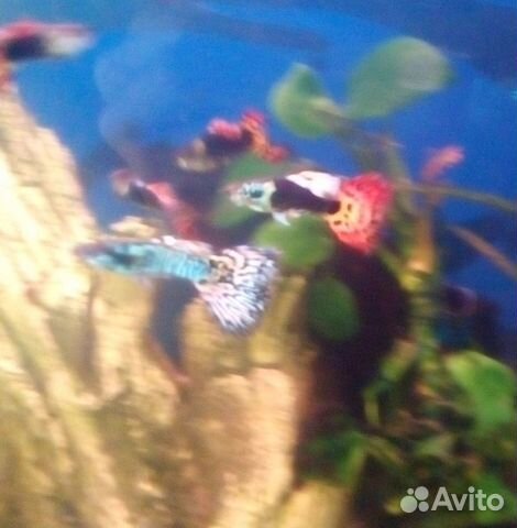 Живородящие рыбки, аквариумные растения