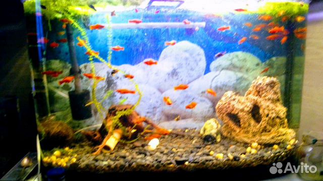 Аквариумные рыбки. Меченосцы, пицилии, молинезии