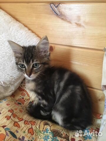 Отдам в заботливые руки