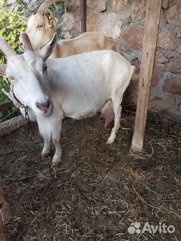 Продаются козы