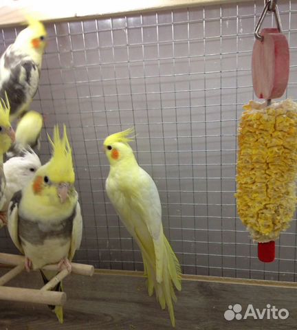 Попугай ручной корелла