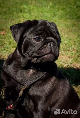 Мопс мальчик чёрного окраса
