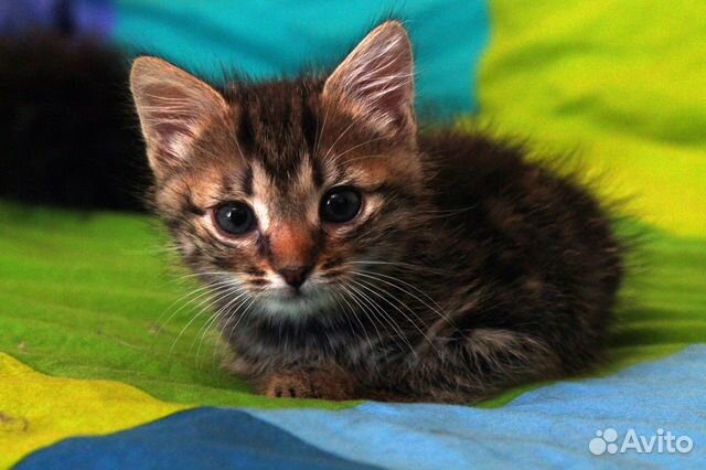 Котёнок ищет заботливого друга