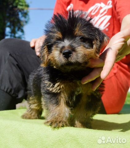 Щенок норфолк терьера