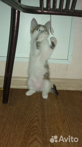 Игруля, красотуля, маленькое солнышко