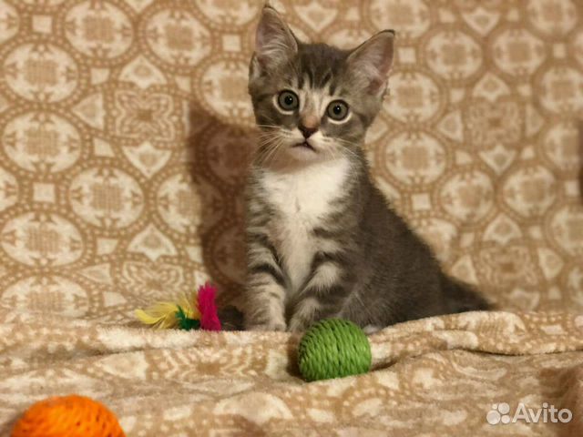 Замечательный котёнок мальчик в добрые руки