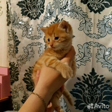 Крошка Рыжик