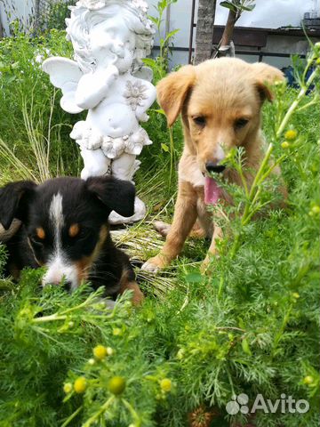 Девченки красотки