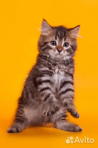 Сибирский котик