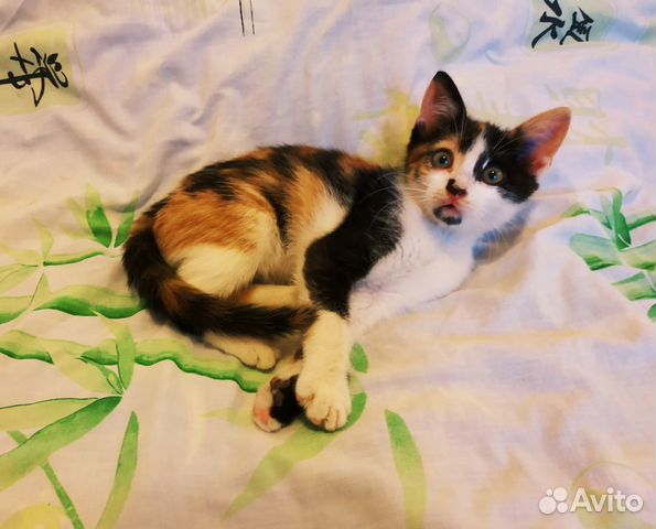 Котеночек ищет дом