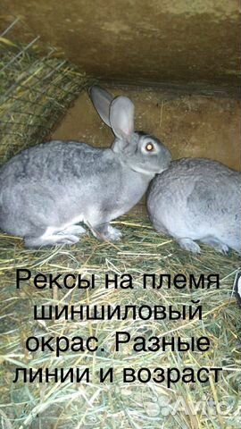 Кролики рексы шиншилла, полтавское серебро