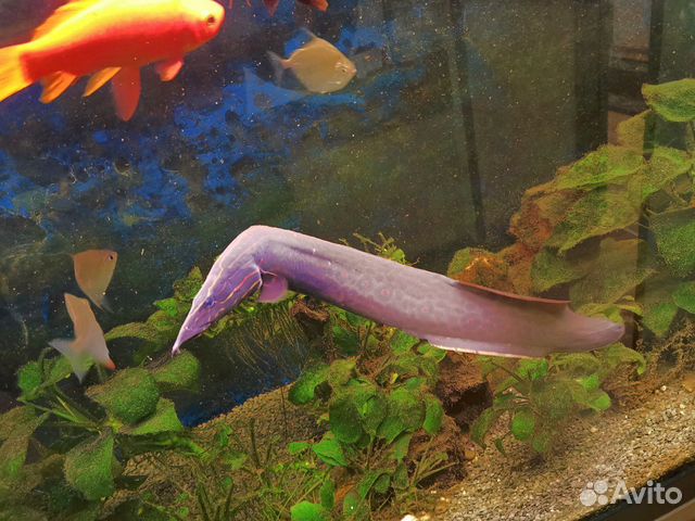 Мастацембел краснополосый