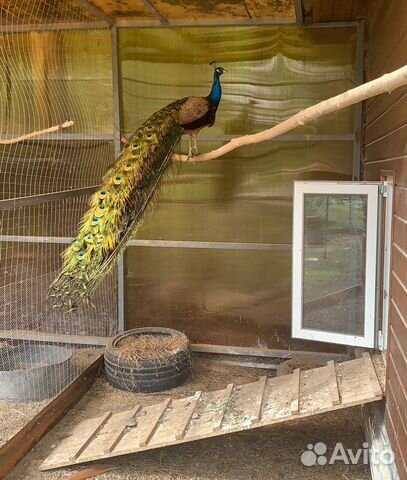 Павлины пара