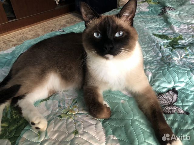 Отдам котика очень хороший, добрый, ласковый