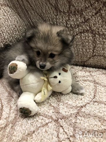 Продам девочку немецкого шпица крем-соболь