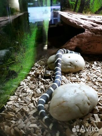 Королевская змея