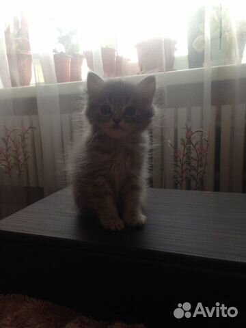 Отдам котят