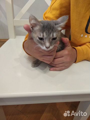 Ласковый котенок-девочка в добрые руки