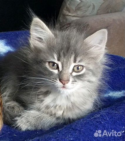 Котята, 2 месячные,приучены к лотку, к сухому корм