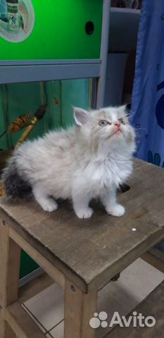 Чудный котенок