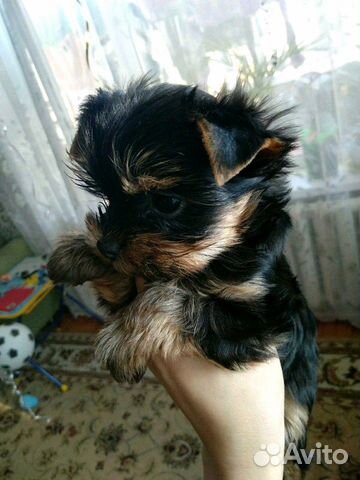 Щенок йоркширского терьера. Йорк