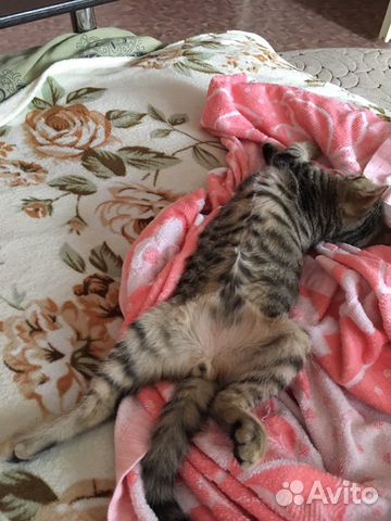 Кот Люцик