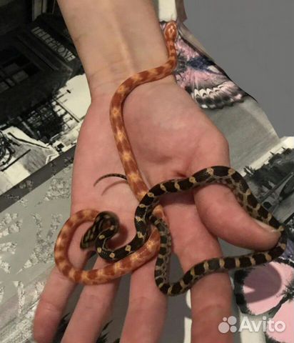 Маисовый полоз