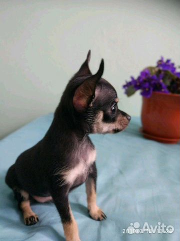 Продам щенков породы русский той-терьер