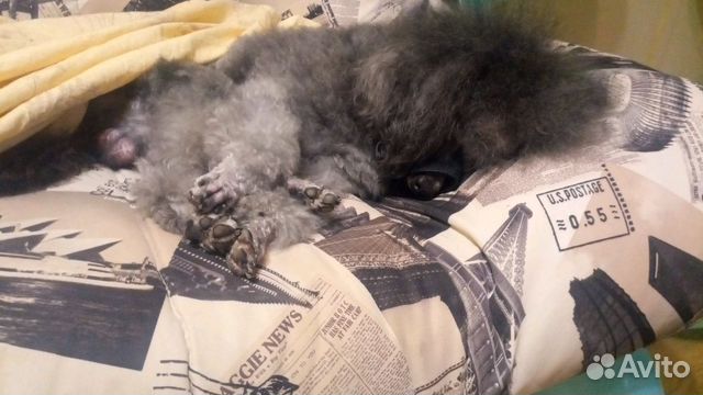 Пудель миниатюрный. Вязка