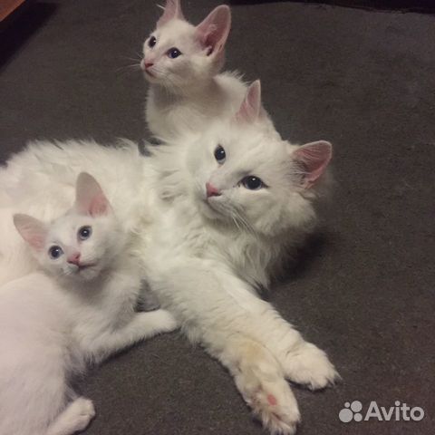 Девочки турецкие ангорочки)