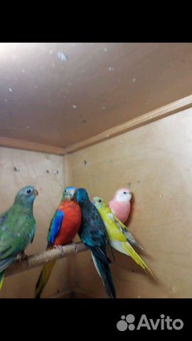 Травянистые попугаи