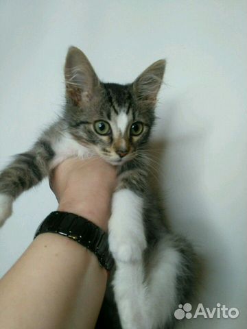 Котёнок ищет дом