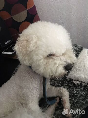 Отдам бишон фризе в хорошие руки