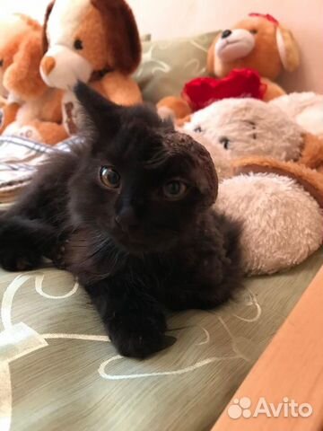 Маленький спасённый котёнок очень хочет жить в люб