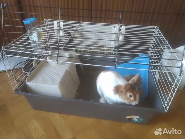 Кролик красавчик