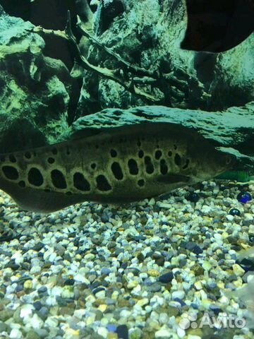 Индийский глазчатый нож